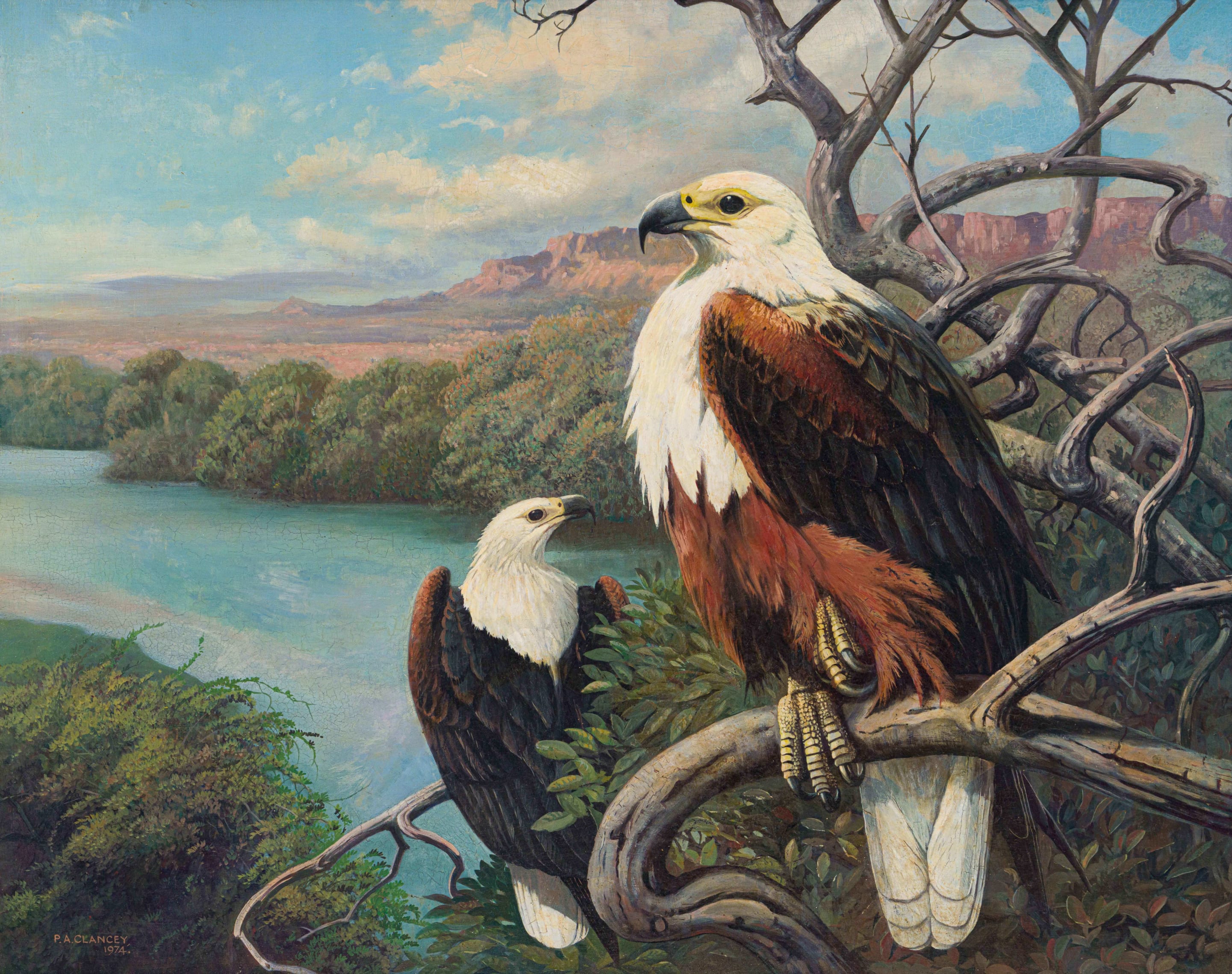 Fish Eagle by Phillip Alexander Clancey | Strauss & Co