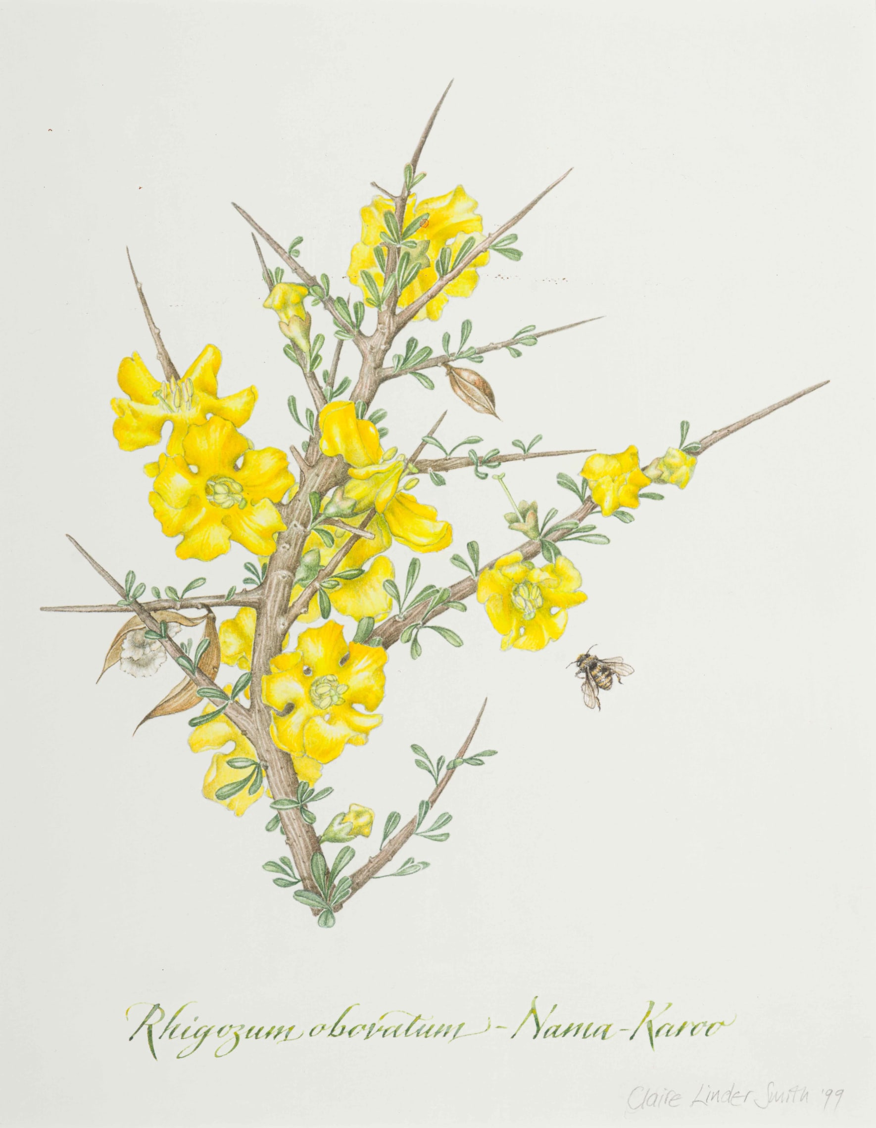 Rhigozum Obovatum, Nama-Karoo by Claire Linder-Smith | Strauss & Co