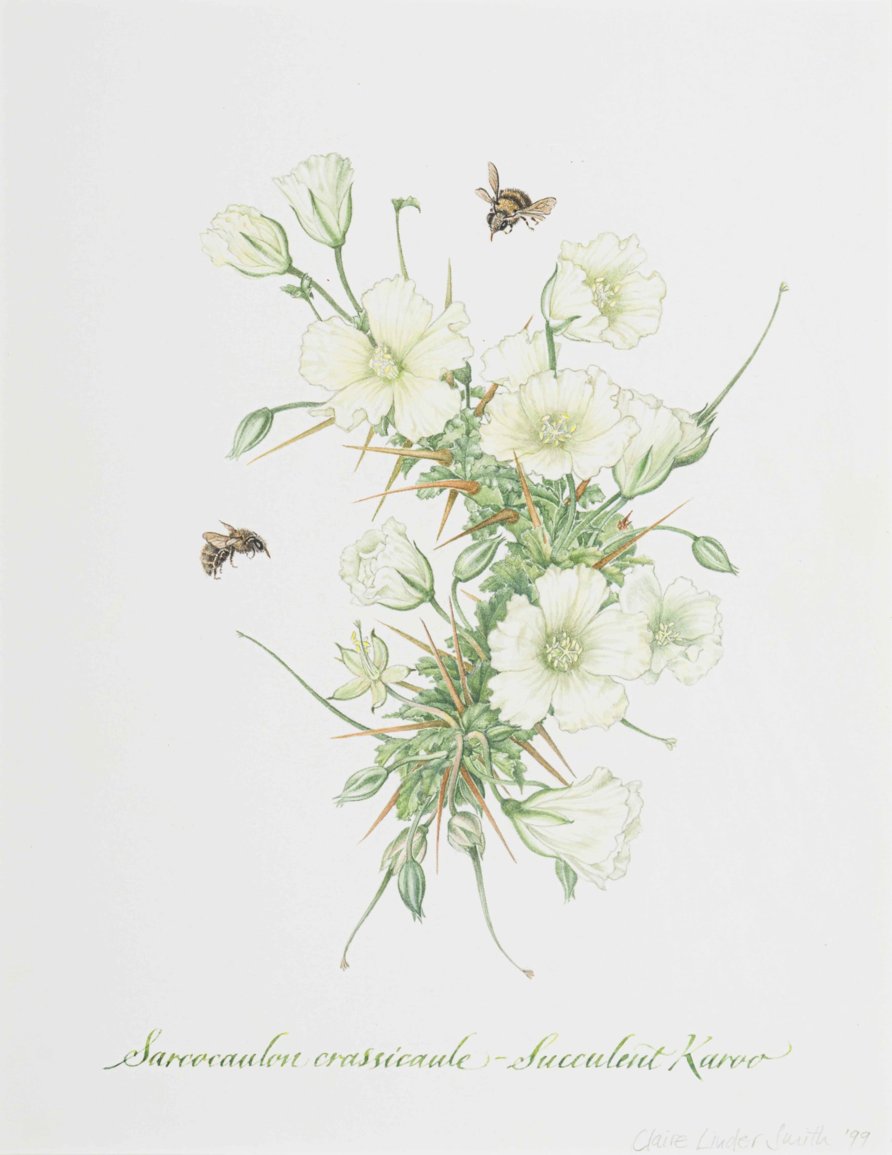 Sarcocaulon Crassicaule, Succulent Karoo by Claire Linder-Smith ...