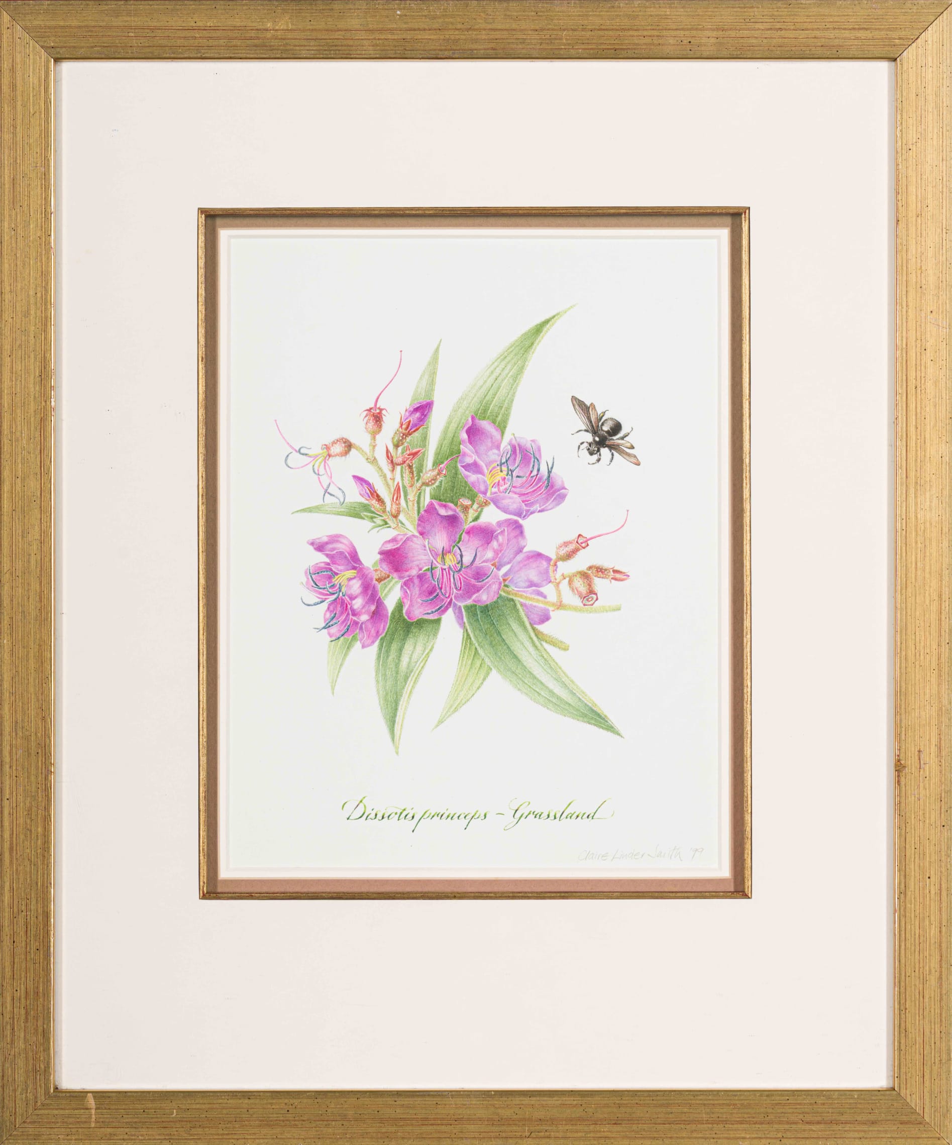Dissotis Princeps, Grassland by Claire Linder-Smith | Strauss & Co