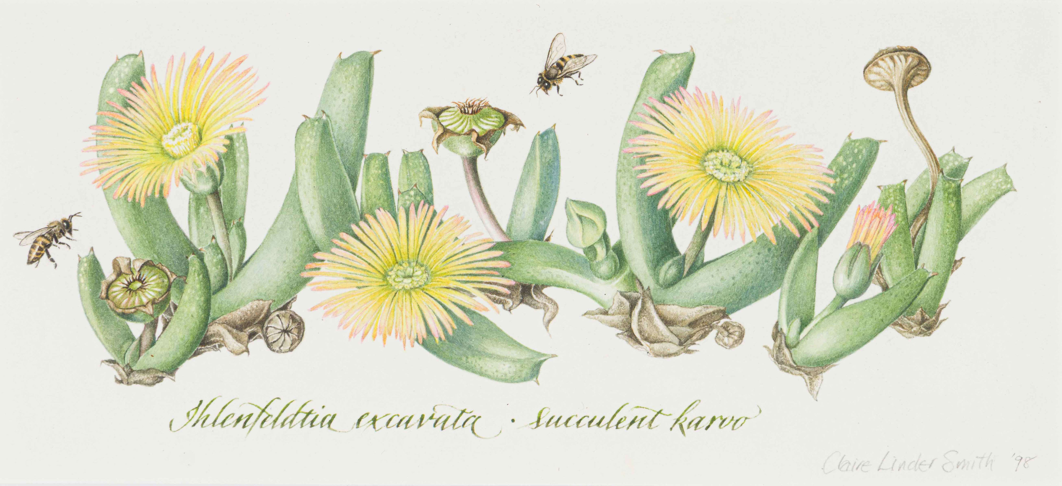 Ihlenfeldtia Excavata, Succulent Karoo by Claire Linder-Smith | Strauss ...